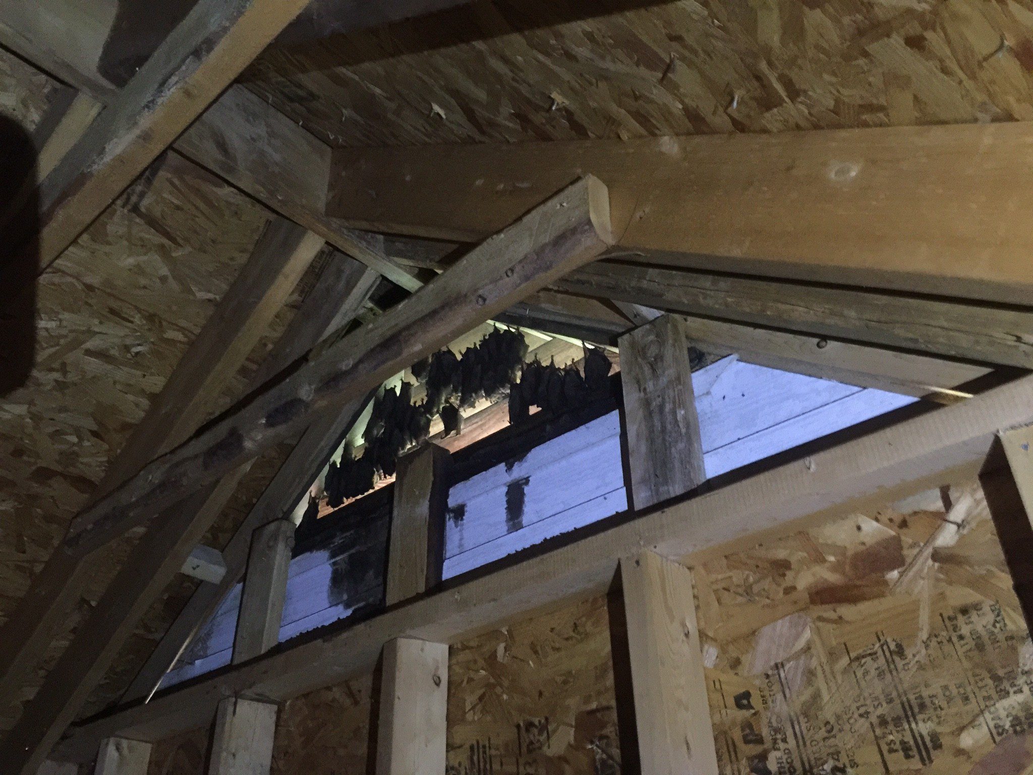 Metro Atlanta Bat Removal, Exclusion and Cleanup